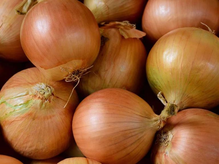 Industrial Onion Peeling and Cutting Machine - Gondor Machinery