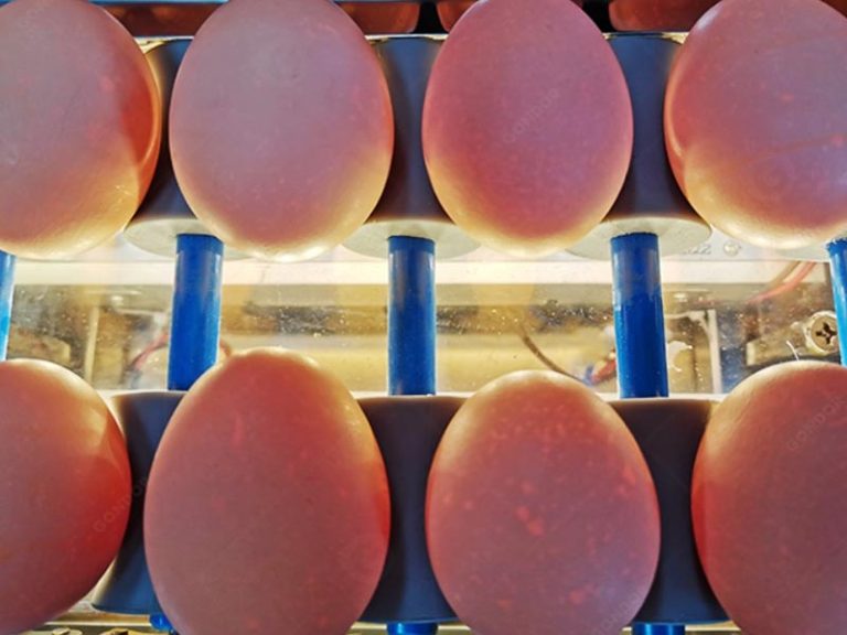 Automatic Egg Sorting Grading Machine - Gondor Machinery